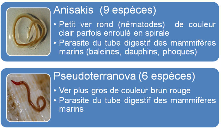 Maitriser le risque parasitaire dans les poissons et filets de poisson ...